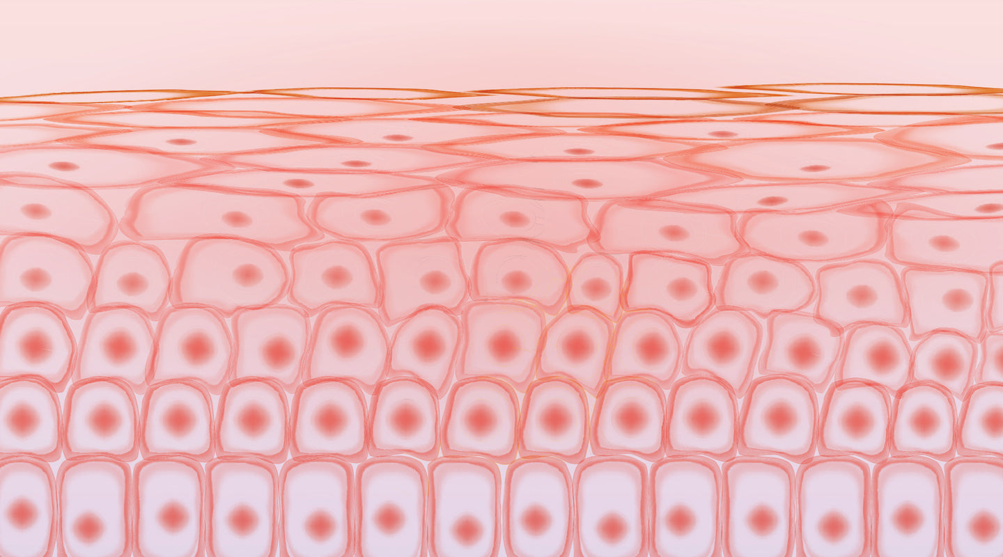 Skincare Science - Stratia